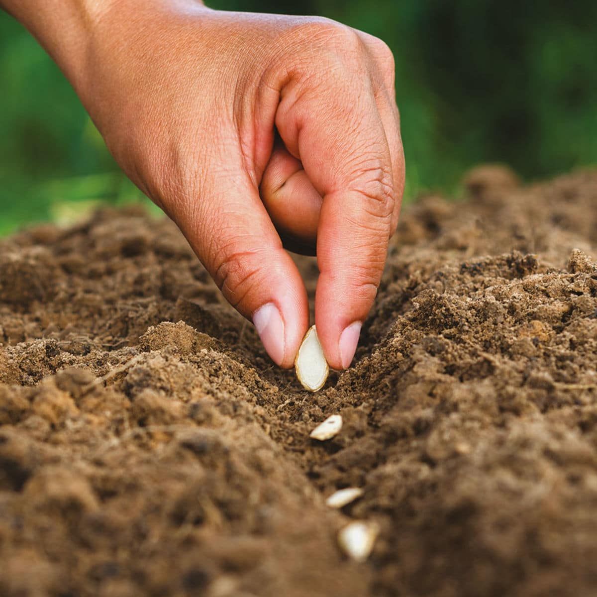 Semis en poquet : qu'est-ce que c'est et comment faire ? - direct ...